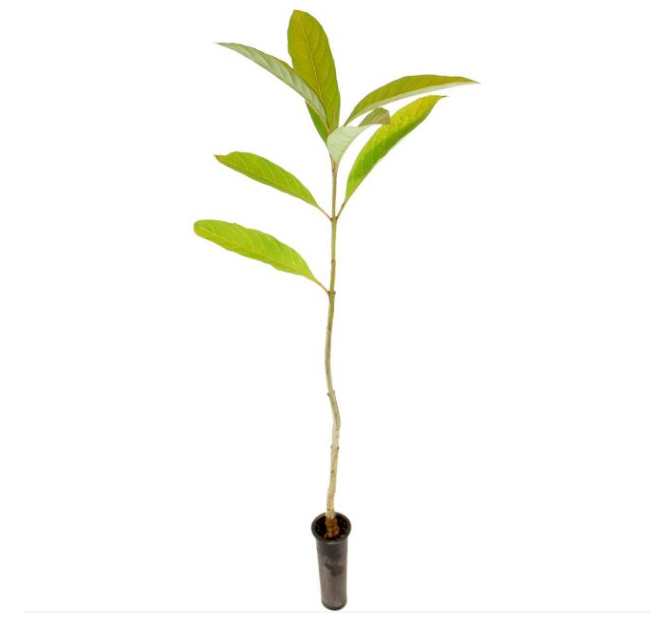 Muda Tucaneira ou Pau-viola - Citharexylum myrianthum - Sitio Exótico