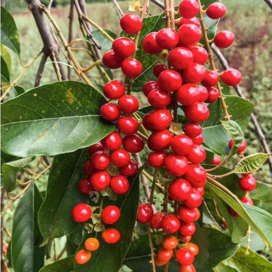 Muda Tucaneira ou Pau-viola - Citharexylum myrianthum - Sitio Exótico