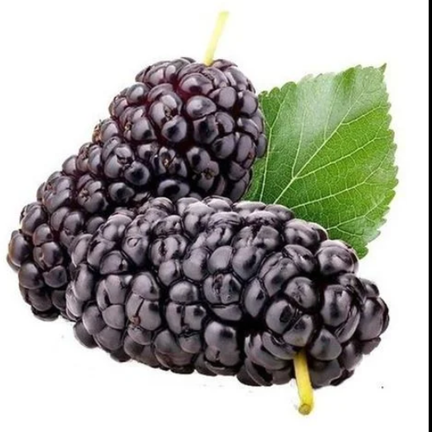 Muda da Deliciosa Amora Gigante Portuguesa - Sitio Exótico