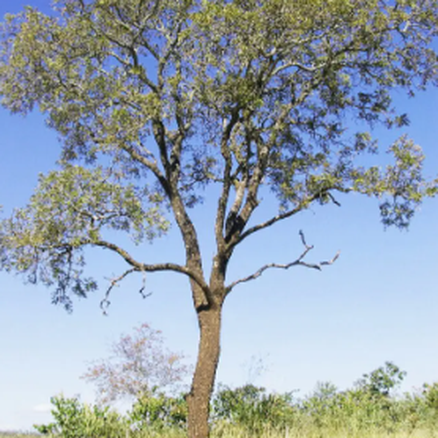 Muda Pitiá Peroba-do-cerrado (Aspidosperma tomentosum)