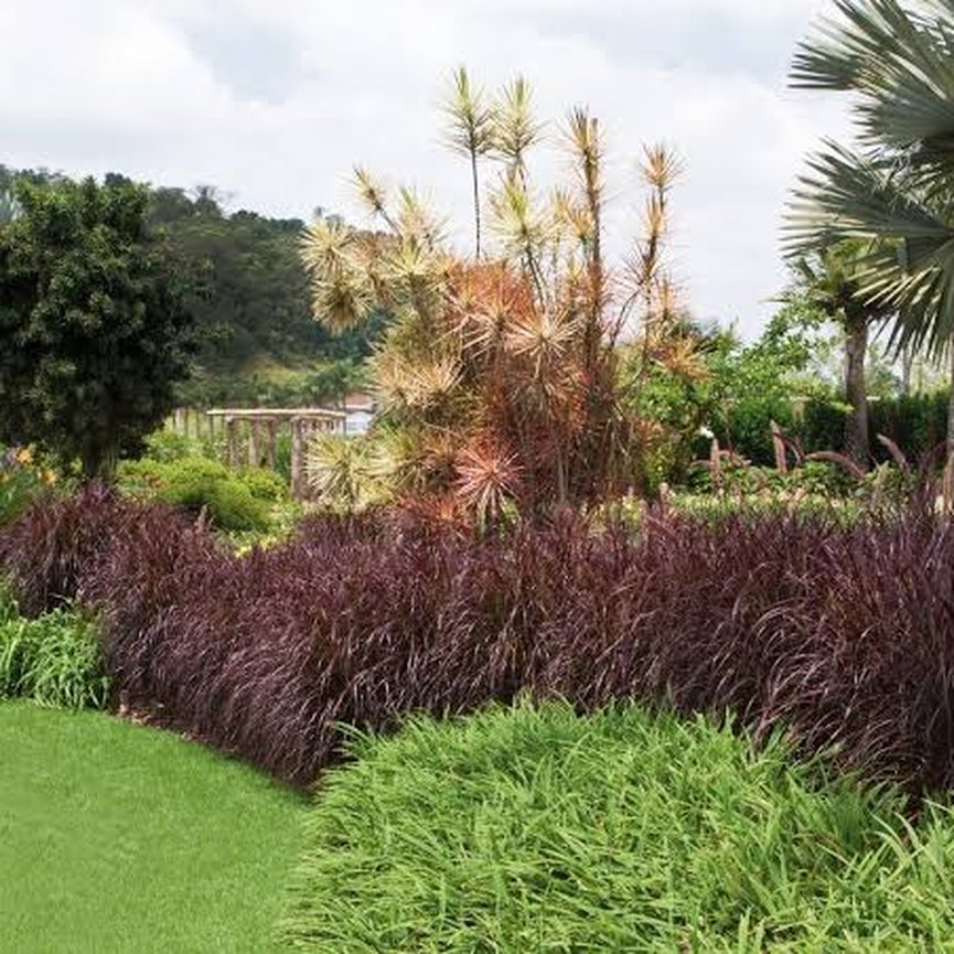 Mudas Capim do Texas Rubro