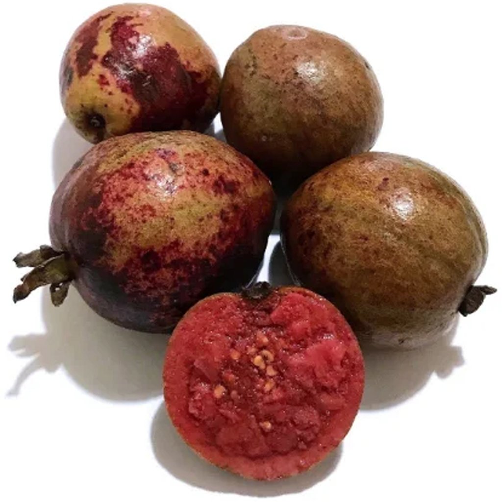 Muda Goiaba Roxa - Produzindo Frutos Muda Goiaba Roxa - Produzindo Frutos