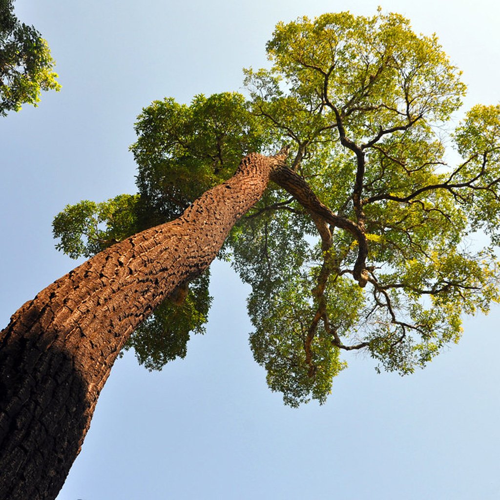 Muda de Peroba - Vaso&Flor