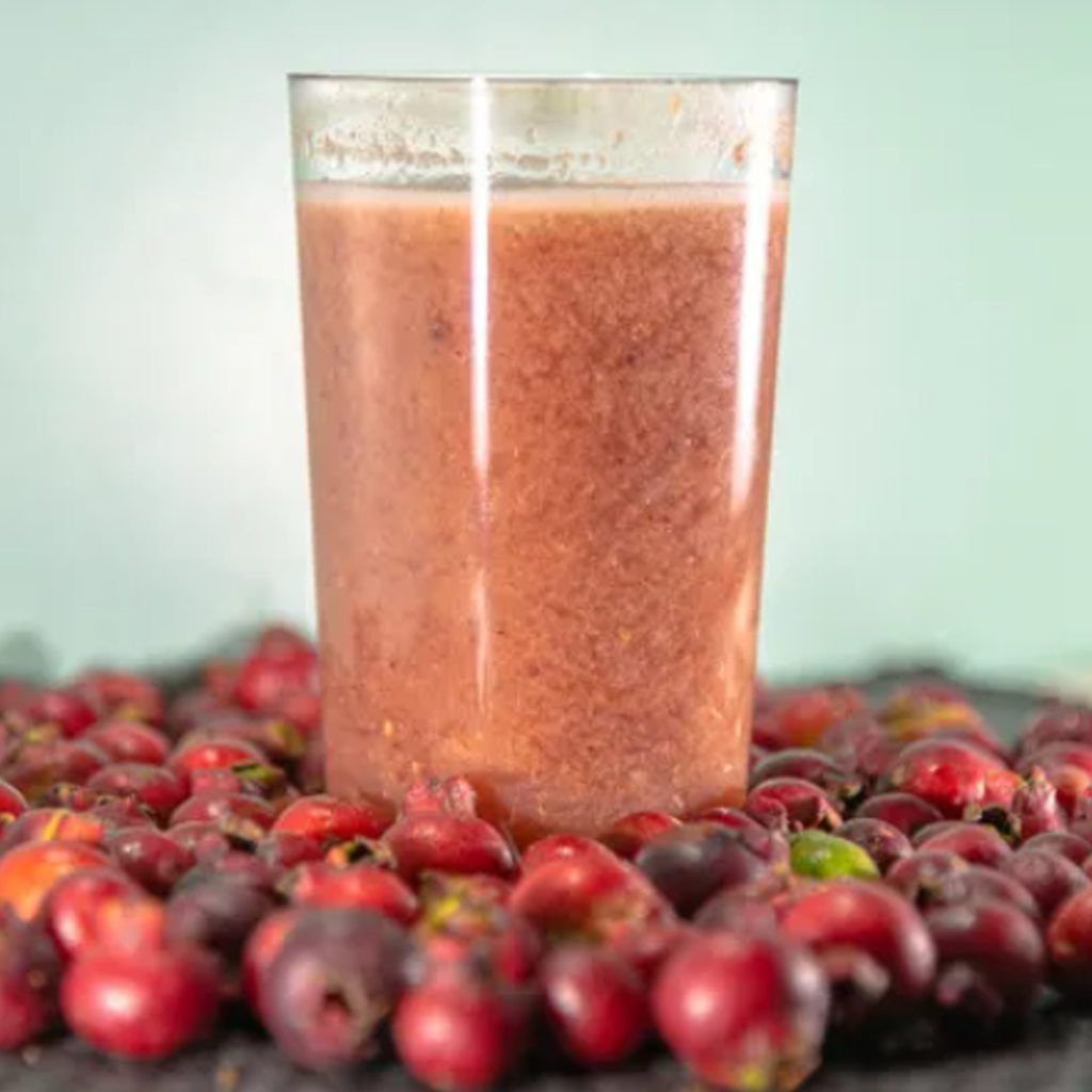 Muda Araçá Vermelho - Produzindo Frutos