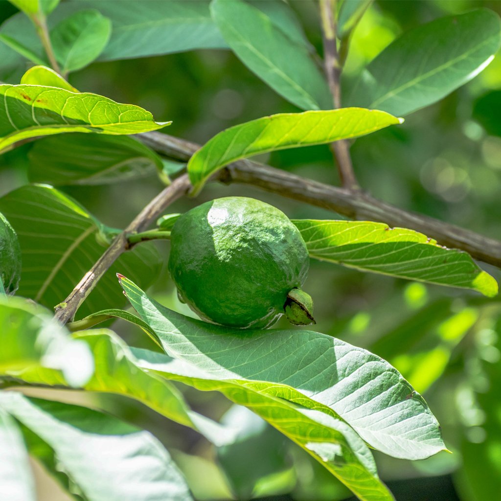 Muda Goiaba Paluma Vermelha - Vaso&Flor
