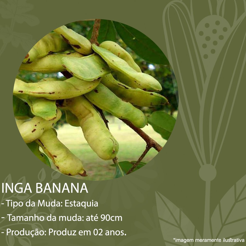 Muda de Ingá Banana