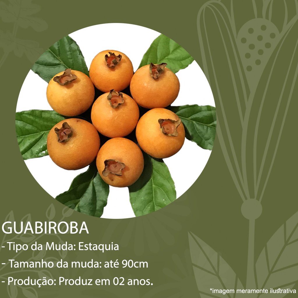 Muda de Guabiroba