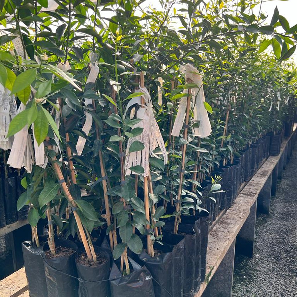 KIT Tangerinas enxertadas - Produzindo Frutos