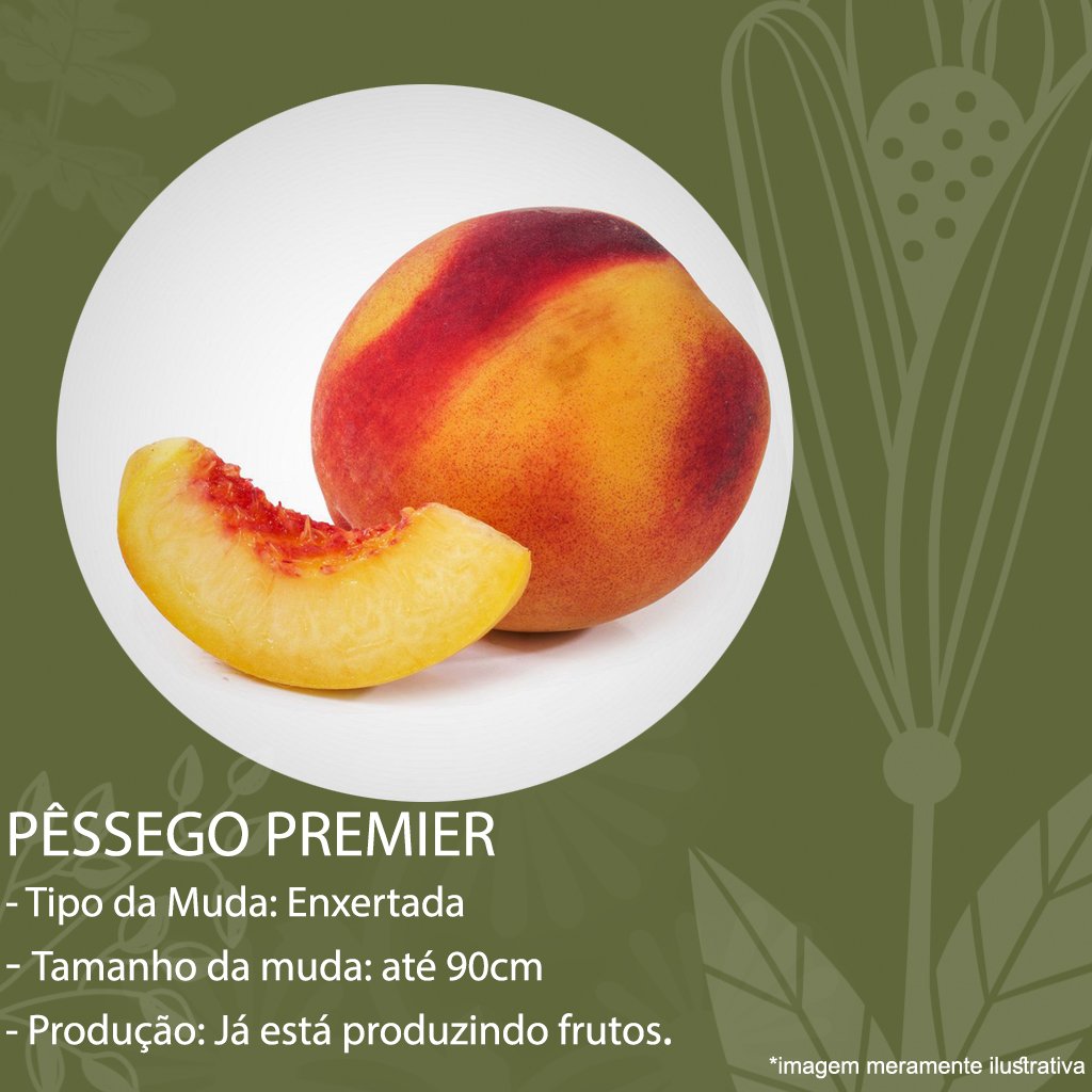 Muda Pêssego Premier enxertado - produzindo frutos