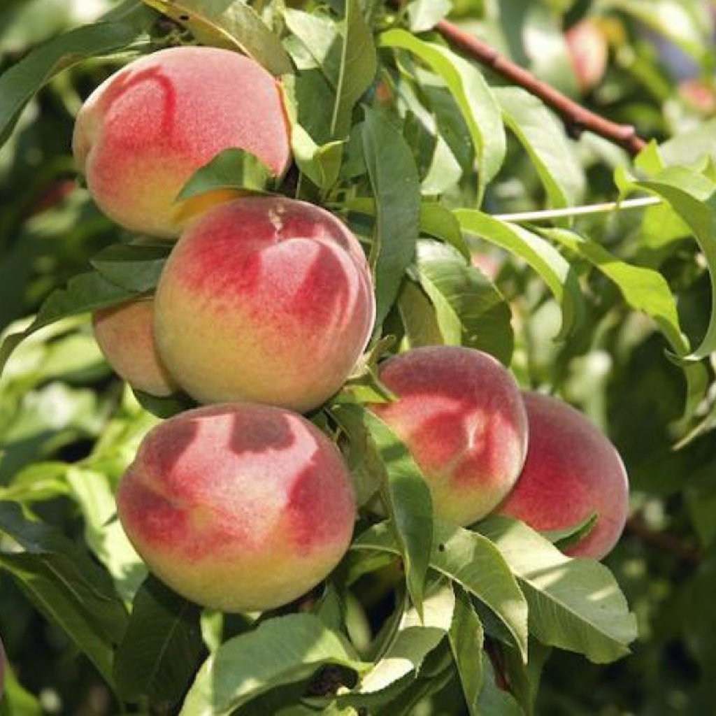 Muda Pêssego Premier enxertado - produzindo frutos