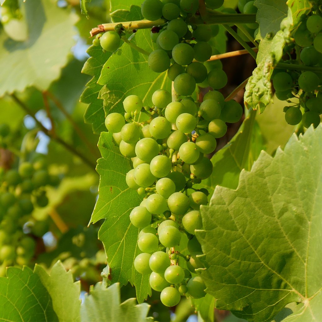 Muda de Uva Niagara Branca enxertada - produzindo frutos