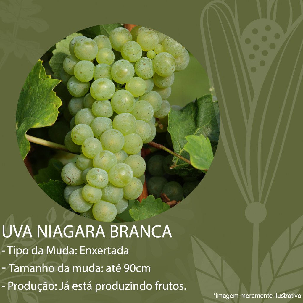 Muda de Uva Niagara Branca enxertada - produzindo frutos