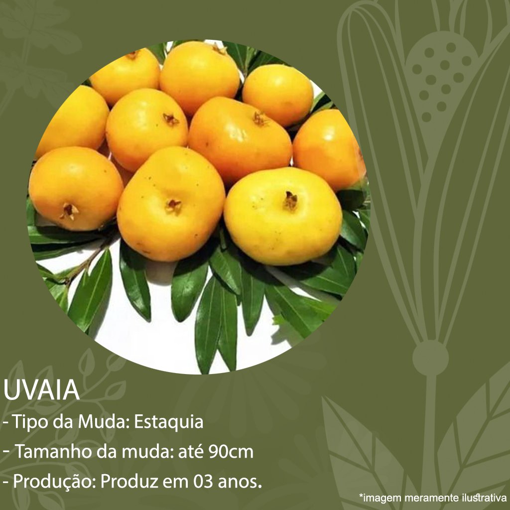 Muda de Uvaia