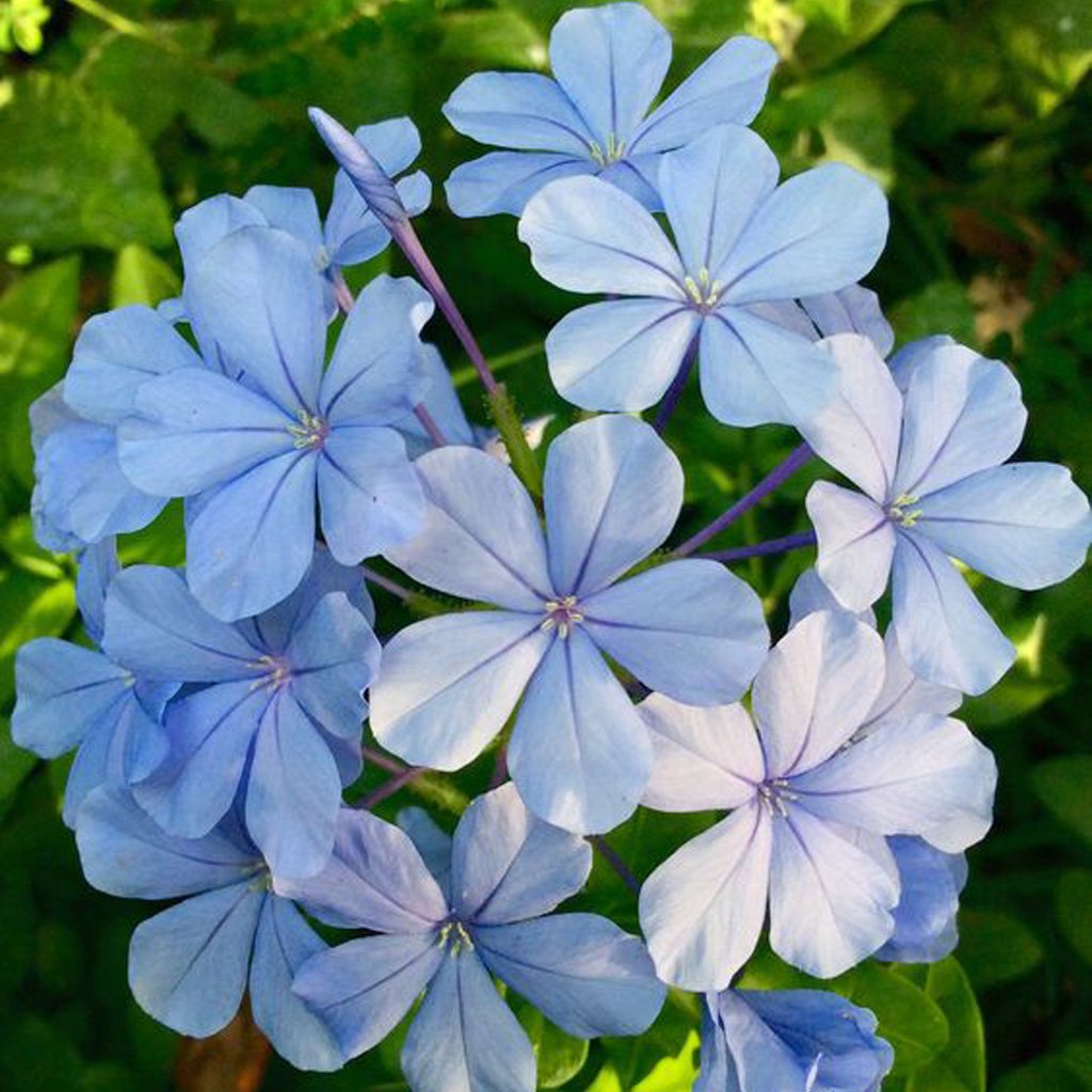 Muda de Bela Emilia com 50 cm