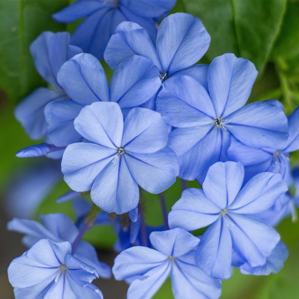 Muda de Bela Emilia com 50 cm