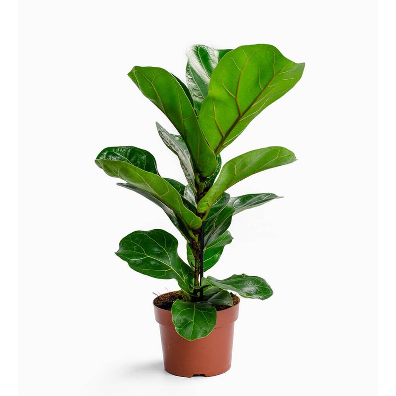 Ficus Lyrata Bambino Único