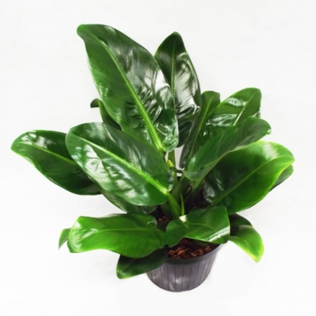 Muda ornamental de Pacová