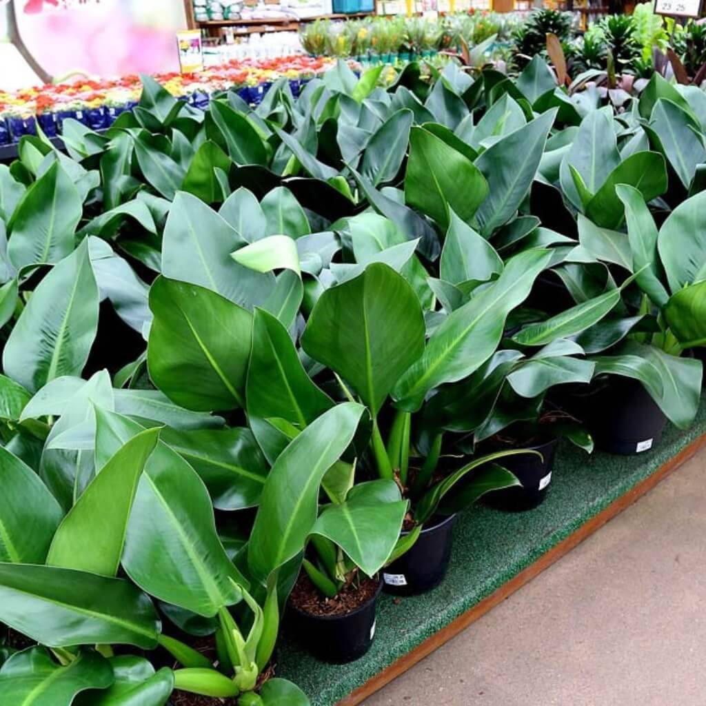 Muda ornamental de Pacová