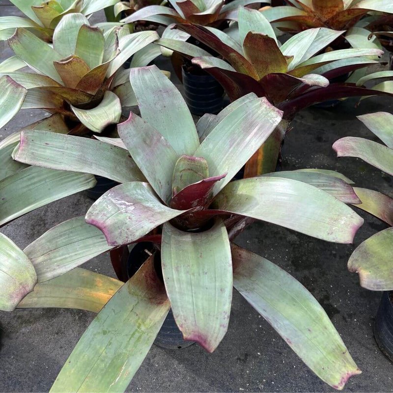 Muda de Bromélia Imperial Grande