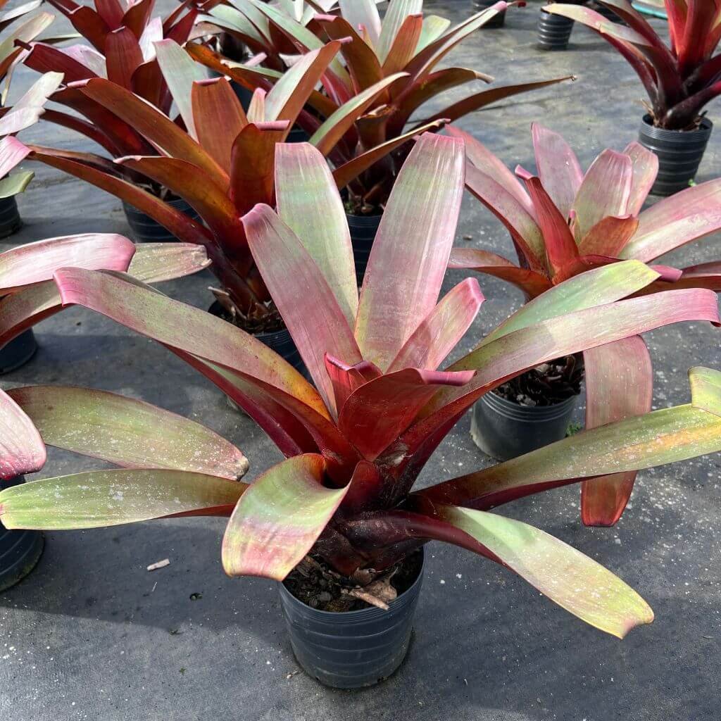 Muda de Bromélia Imperial Grande