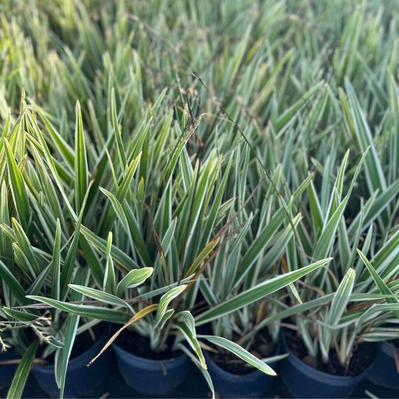 Muda de Dianella Tasmanica com 40 cm