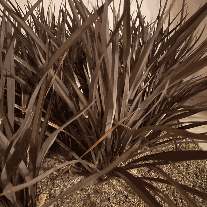 Muda Mini Formio Rubro