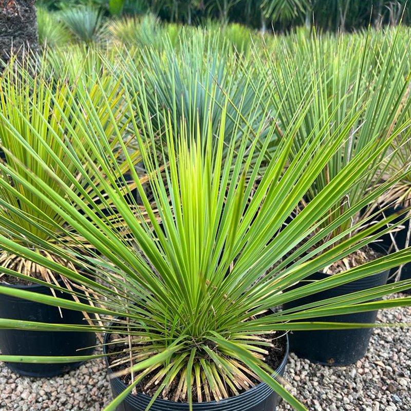 Muda de Yucca Rostrata - Altura 50 cm