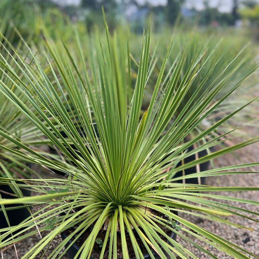 Muda de Yucca Rostrata - Altura 50 cm