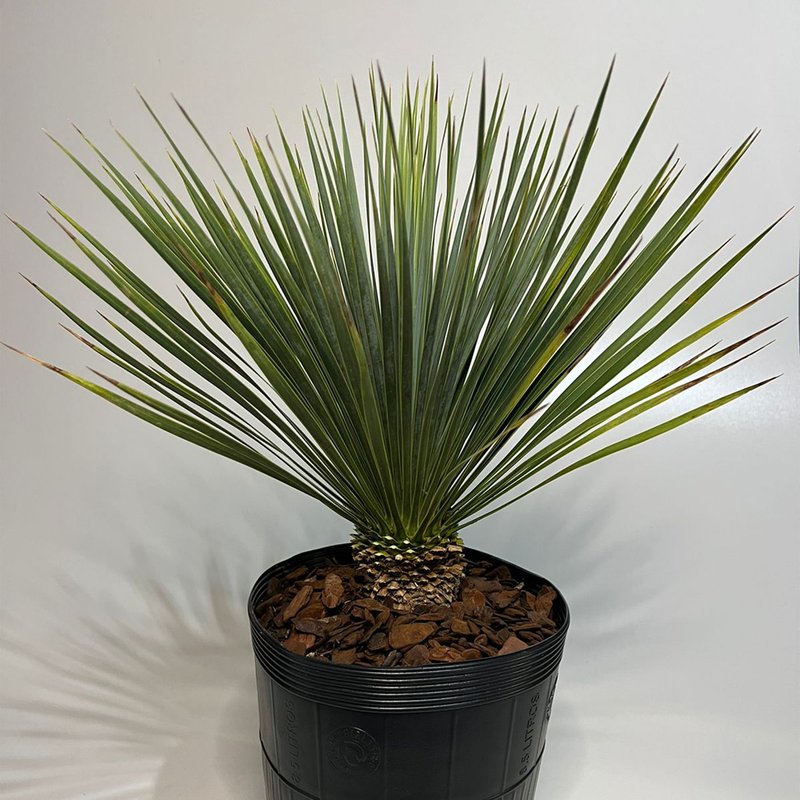 Yucca Rostrata
