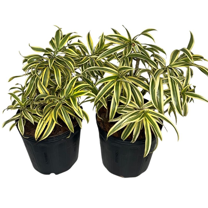 Muda de Pleomele - Vaso&Flor