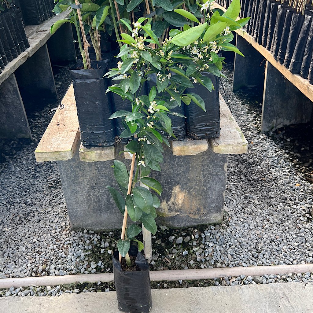 Kit Tangerinas Enxertadas - Murcott, Ponkan, Mexerica, Oktsu e ...