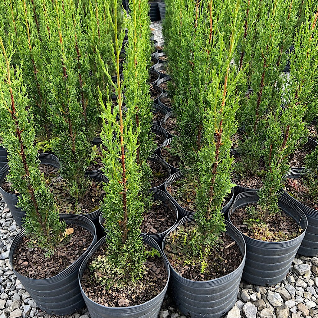 Muda de Cipreste Italiano com 1 metro