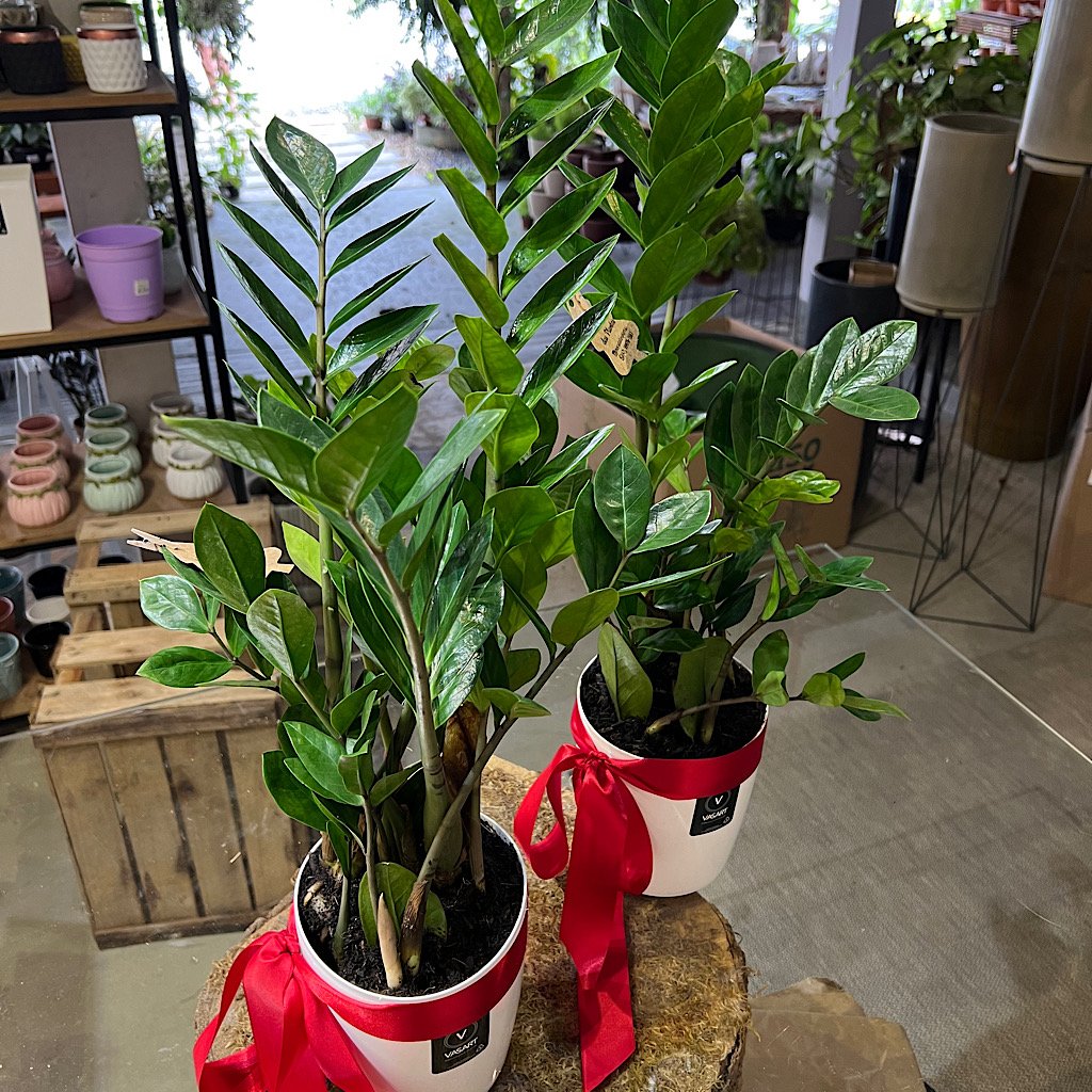 Muda de Zamioculca com 60 cm