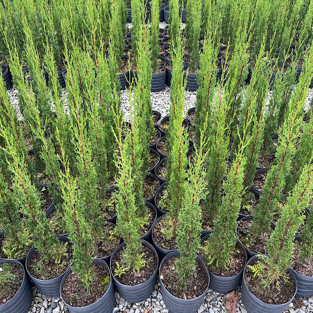 Muda de Cipreste Italiano com 1 metro