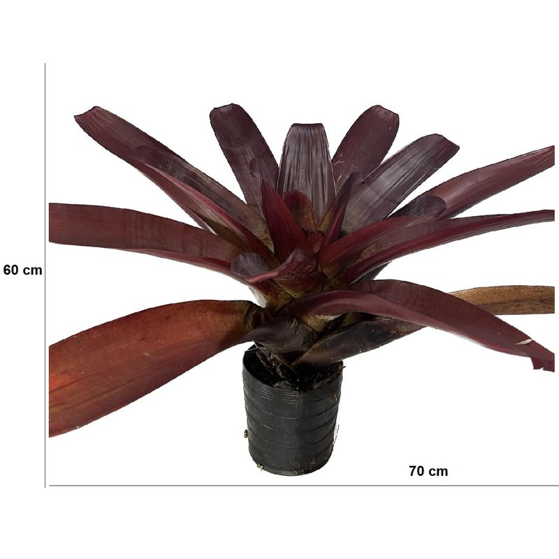 Muda de Bromélia Imperial Grande