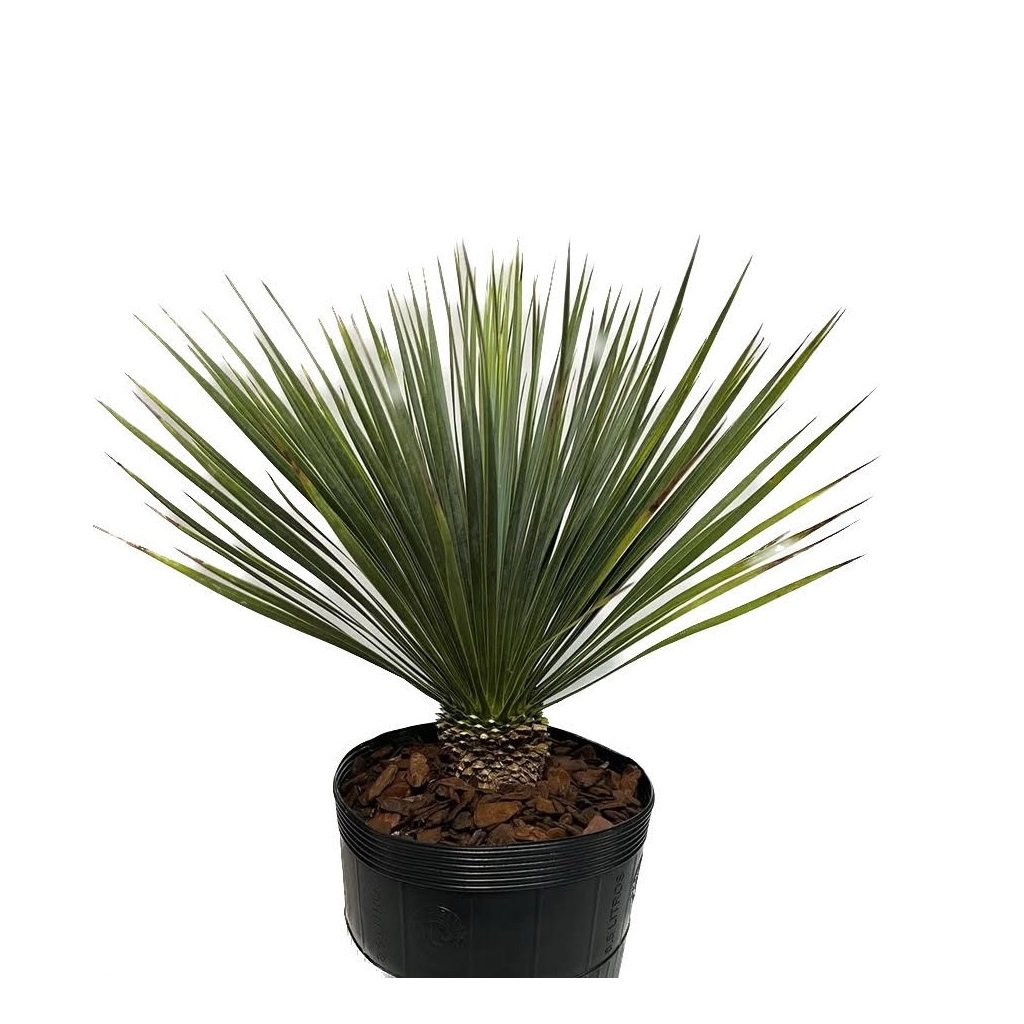 Muda de Yucca Rostrata - Altura 50 cm