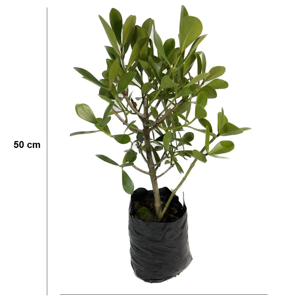 Muda de Clúsia com 50 cm