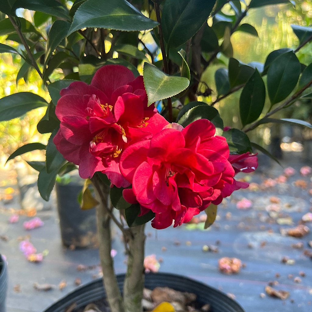 Muda de Camélia Vermelha florindo de 80 cm