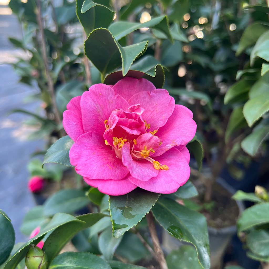 Muda de Camélia Vermelha florindo de 80 cm