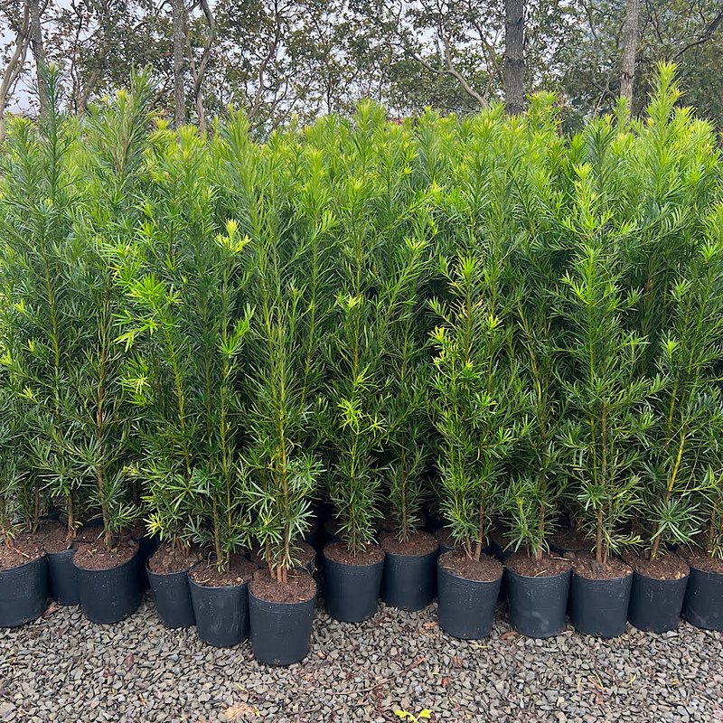 Muda de Podocarpus - Vaso&Flor