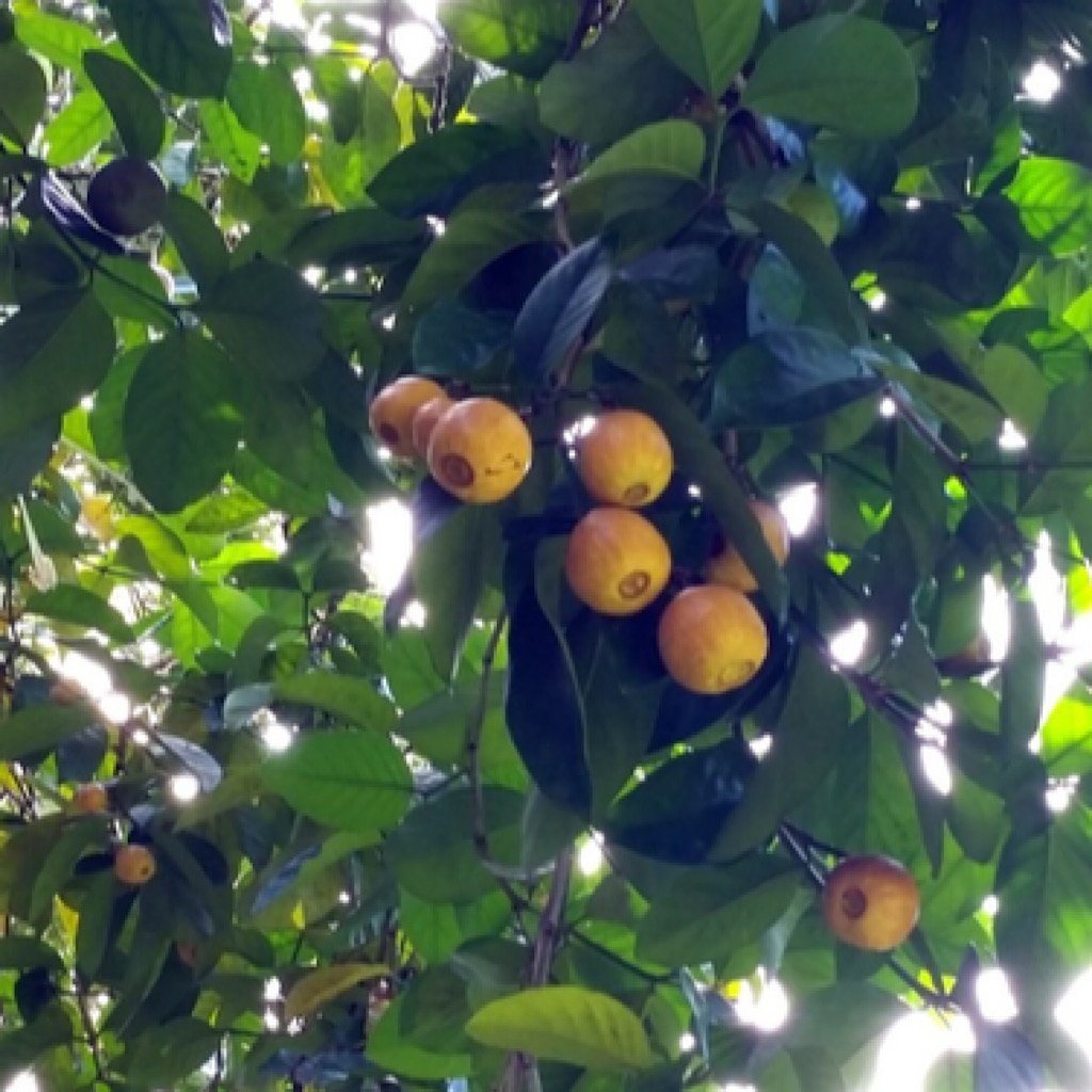 Muda de Baga-de-Macaco - Vaso&Flor