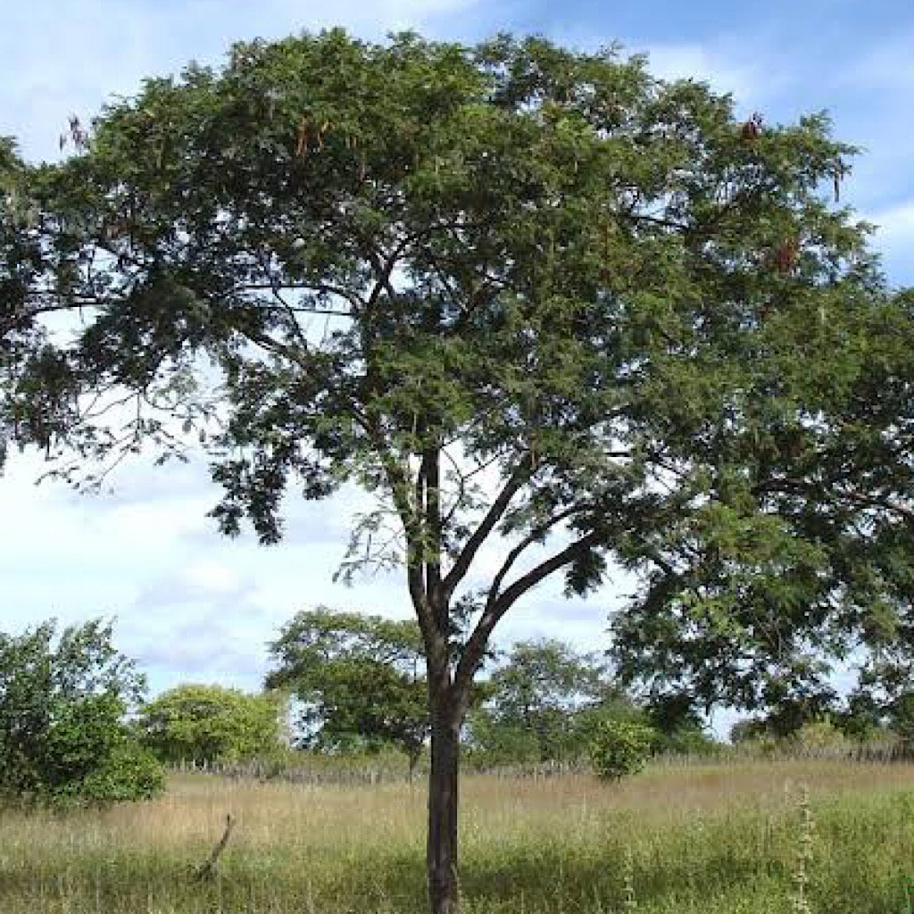 Muda de Angico Vermelho - Vaso&Flor