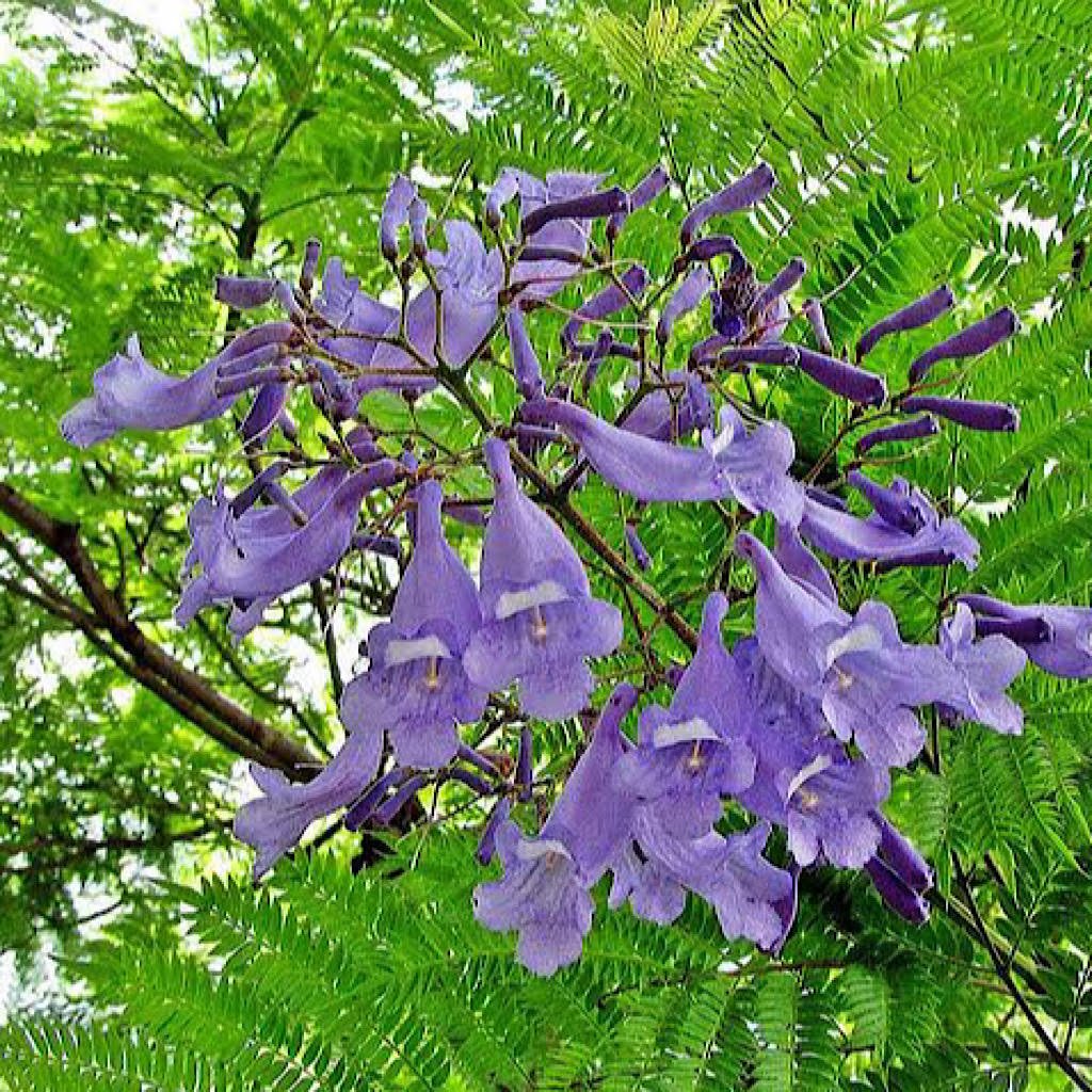 Muda de Caroba (Jacaranda macrantha) - Vaso&Flor
