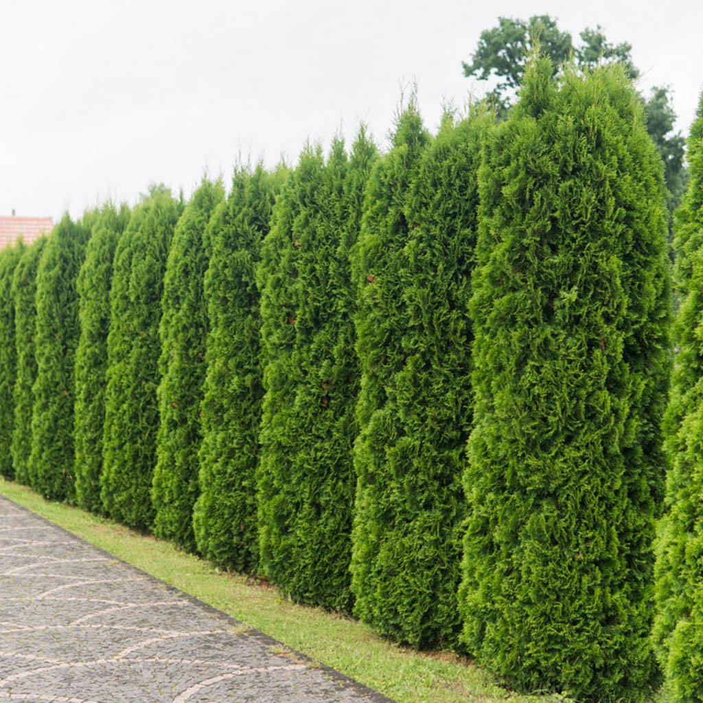 Muda de Cedro Português - Vaso&Flor