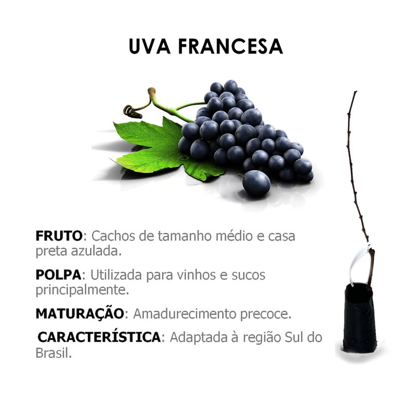 Muda de Uva Francesa - Vaso&Flor